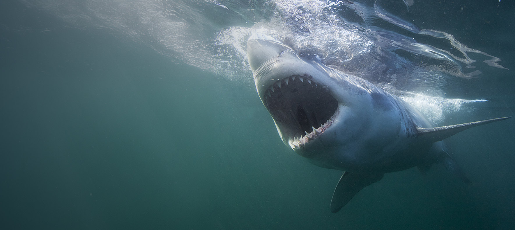 Expeditions - Atlantic Shark Expeditions